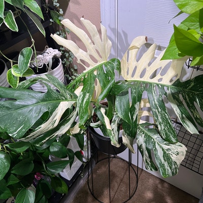 Anthurium Queen Narrow Form - Etsy