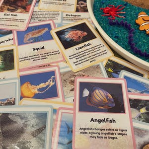 Shells Types Sorting Activity Shells Jars Sorting Activity Fun ...