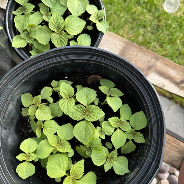 참외 Seeds (10) Korean Melon 'chamoe' - Etsy Canada