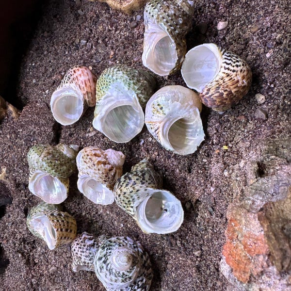 Nessastores- Mexican Deep Sea Shell Beach Craft Scallop 2 1/2" - 3" (20 ...