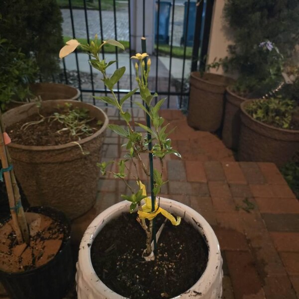 FIREBUSH Firefly Dwarf Scarlet Red Shrub Live Plant Orange Yellow ...