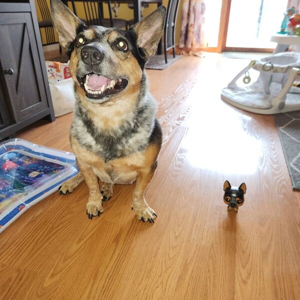 Custom Australian Cattle Dog Figurine, Heeler Art, Queensland Heeler ...