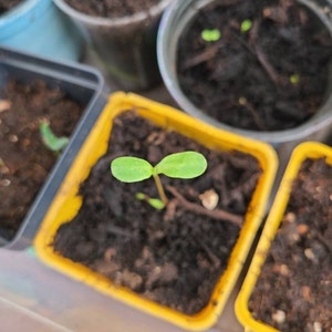 Melilotus Seeds, 500000 Melilotus Officinalis Seeds,mix-white & Yellow ...