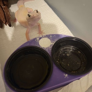 Leopard Gecko Moist Hide / Lay Box - Etsy