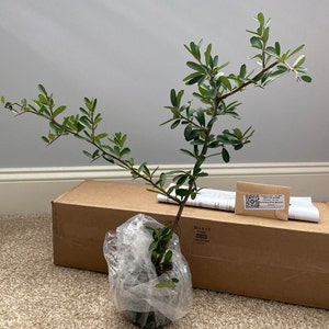 POWDER PUFF WHITE Tree Live Plant Calliandra Haematocephylla - Etsy