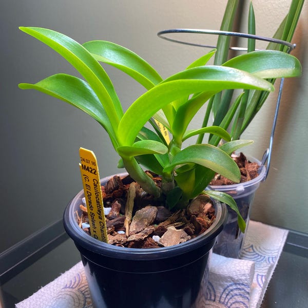 Rlc. Sung Ya Green 'mailman' 2.5 Pot - Etsy