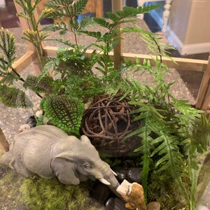 Live Frog Moss Mood Moss Pads Dicranum for Terrarium or Vivarium Quart ...