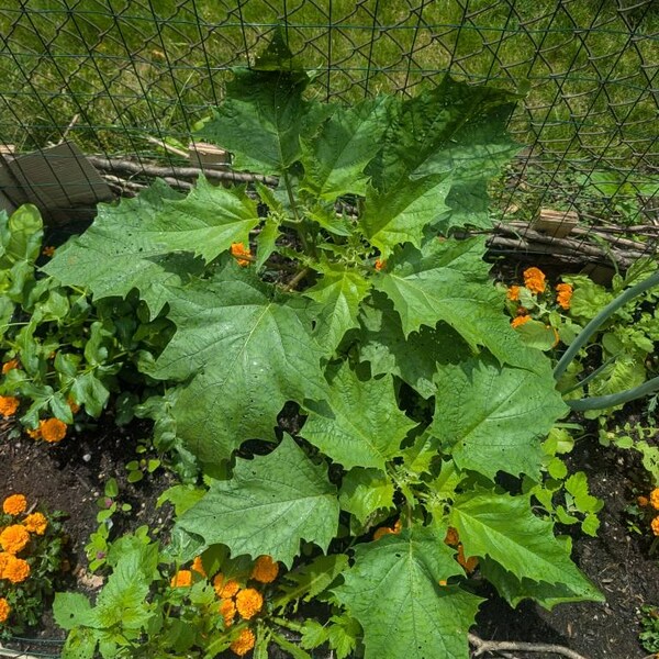 AGASTACHE RUPESTRIS Seeds *FREE Shipping!* Fresh & Organic Mexican ...