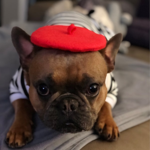 Complete French Dog Outfit- Dog Beret, Ascot and Striped Shirt Pet ...