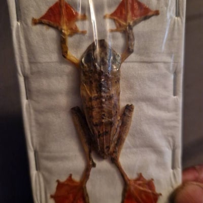 Ghost Cicada ayuthia Spectabilis Unframed Specimen. A1 Quality. Cicada ...