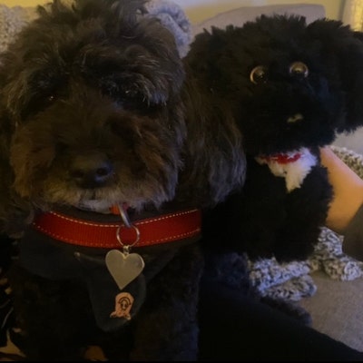 Knitted Cockapoo Teddy - Etsy