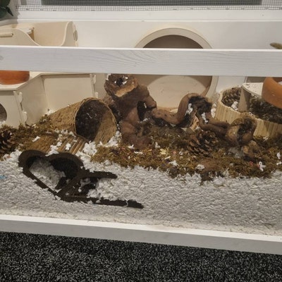 Hamster Watchbox Underground Tunnel Hideout House Home for Gerbil Small ...