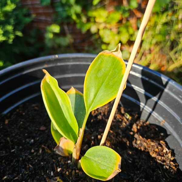 Golden Brush Dwarf Ginger - Burbidgea Schizocheila - Etsy