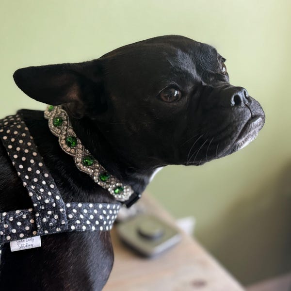 Wide White Collar White Wedding Collar Wide Dog Collar Collar for ...