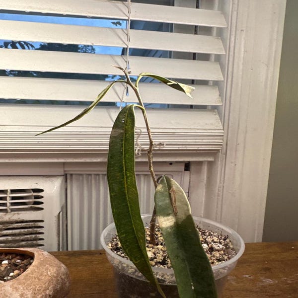 Hoya Keysii (hoya Australis) 1yo Plant With 5-6 Leaves Well Rooted ...