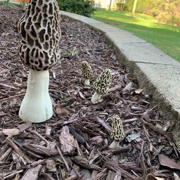 3 Morel Mushrooms for Landscape & Garden. 1 Small/1 Medium/1large (3 to ...