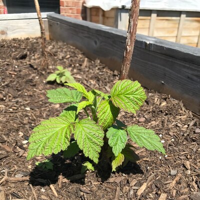 3 Raspberry Plants joan Jcompletely Thornless, Everbearing, High ...