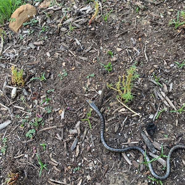 GIANT Wrought Iron Garden Snake - Etsy