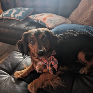 Small Dog Bow Tie Playing Card Pips Pet Collar Accessory - Etsy