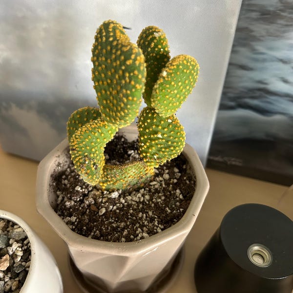 Golden Wavy Cactus, Swirl Cactus, Opuntia Microdasys Monstrosus, Small ...