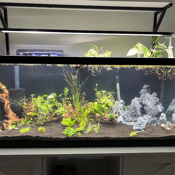 Grower's Choice Low Light Plants (6 Bunches), Stem Low Tech Live ...