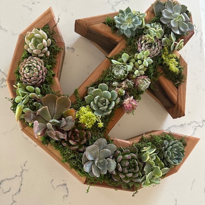 Star of David Succulent Wall Planter, DIY, Succulent Arrangement ...
