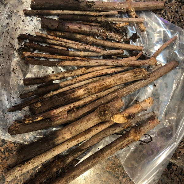 10 Wild Geraniums Plants Cranesbill Geranium Maculatum Organic Bare ...