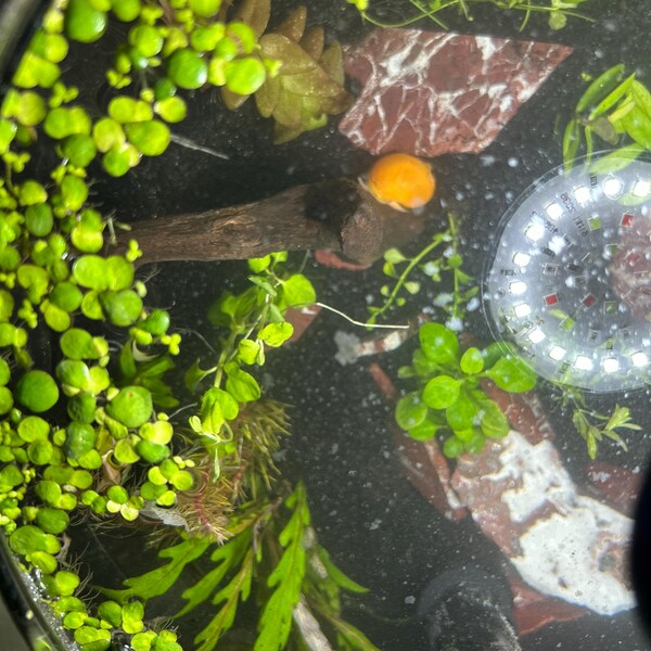 1 Bucephalandra Micro! Live Aquarium Plants! Free S/h Live Aquatic ...