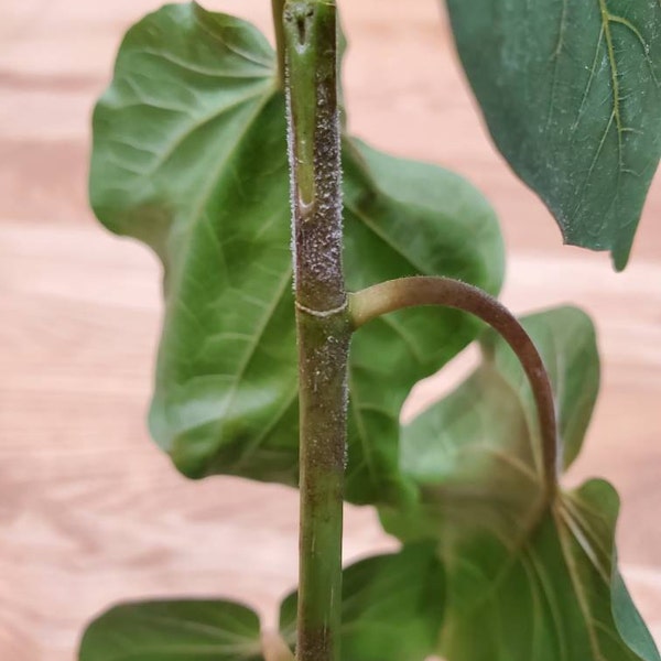 Rock Fig, Petiolate Fig, Ficus Petiolaris, Rare Plant in 4" Pot - Etsy