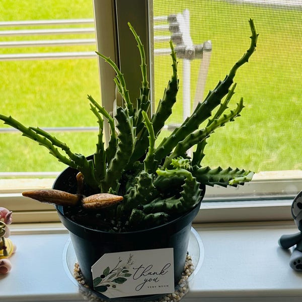 Rhipsalis Bacifera Ssp. Mauritiana ferrari 4 Unrooted Cuttings - Etsy