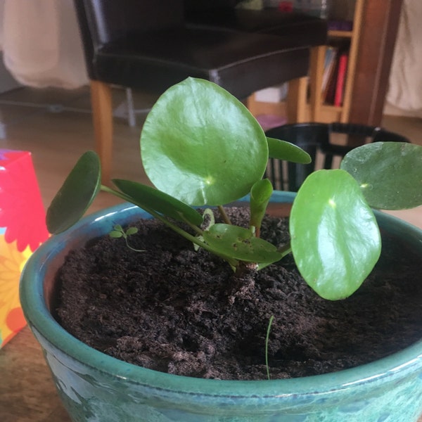 Rare Antique Letterpress Printers Cabinet. Vintage Hamilton Typeset ...