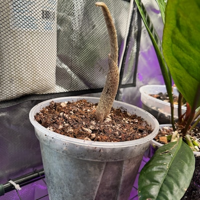 20 ARUM ITALICUM fresh Seed italian Arum, Lords and Ladies ...