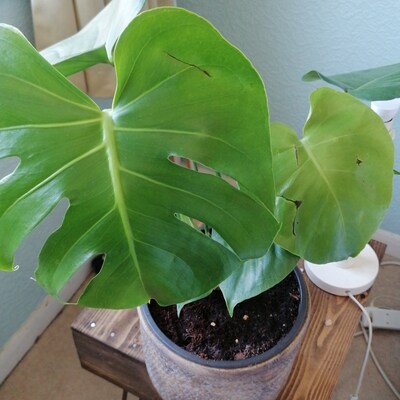 85 100cm Monstera Deliciosa Taurii XL Swiss Cheese Plant 27cm Pot House ...