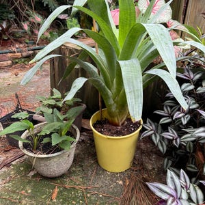 Bromeliad Neoregelia 'magali' - Etsy