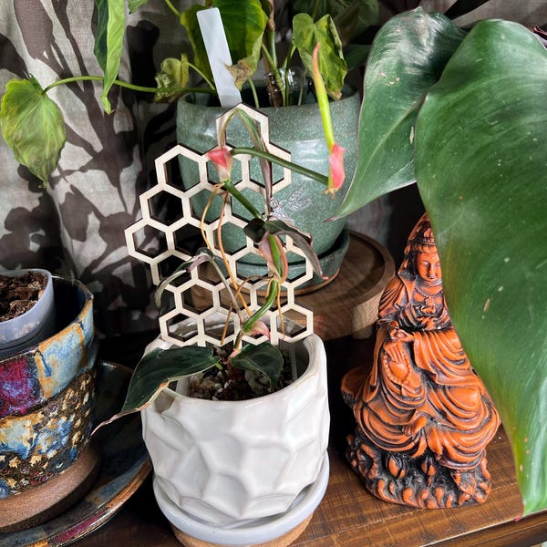 Fallopia Multiflora Variegated 2" Pot - Etsy