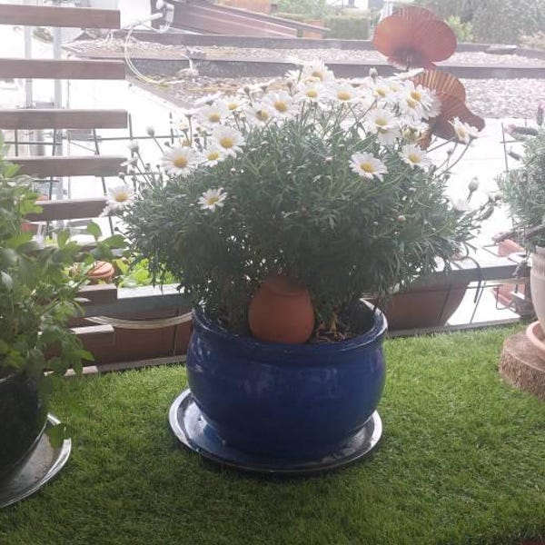 Watering Bell, Self Watering Pot, Self Watering Can, Gardening, Plant ...
