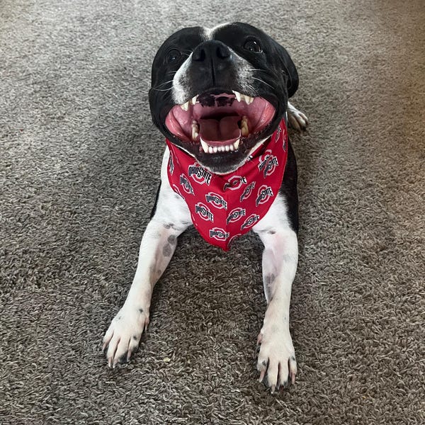 Ohio State Buckeyes NCAA Bandana for Dogs & Cats | Officially Licensed ...