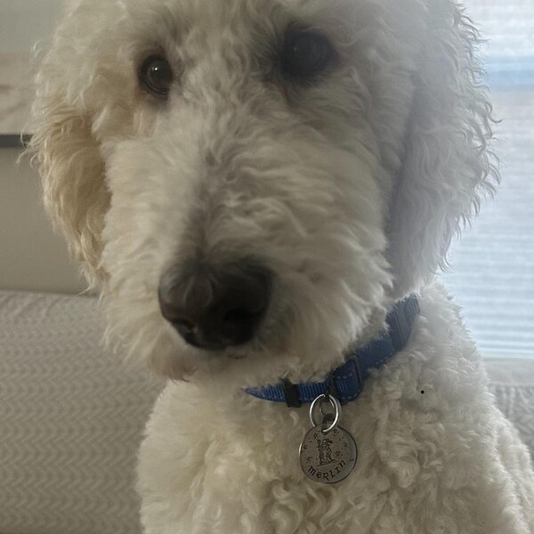 Mini Dog Tag for Dogs, the Bean, Dog Tag, Kidney Bean, Personalized ...