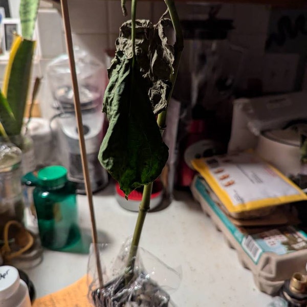 Pitiona, Oaxaca Lemon Verbena, Juanilama, Lippia Alba, 1 Live Plant 2.5 ...