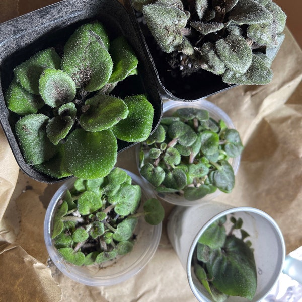 Rob's Pewter Bells Mini African Violet - Etsy