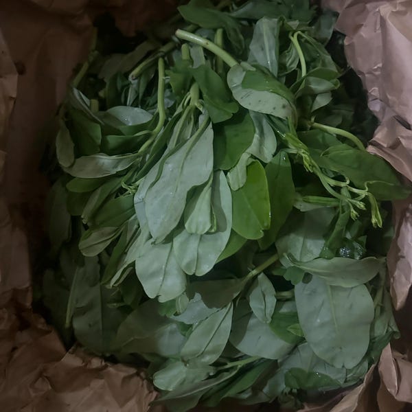 Green SEEDS (african Spinach, Efo Tete, Callaloo, Amaranthus Hybridus ...