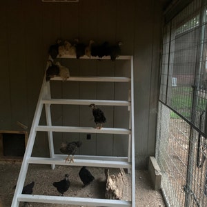 Chicken Roost - Large - Holds up to 30 Chickens - Etsy