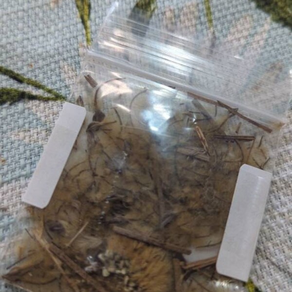 Cacao Tree Starter Plant – Live Tropical Fruit Tree (theobroma Cacao ...