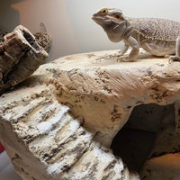 Custom Large Reptile Bearded Dragon Basking Platform, MADE TO ORDER ...