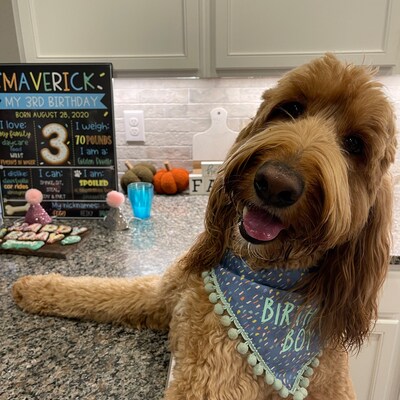 Dog First Birthday Sign, Puppy 1st Birthday Poster, Puppy First ...