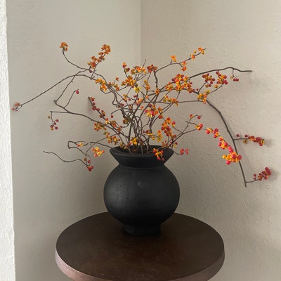 5x Natural Bur Oak Acorns quercus Macrocarpa - Etsy