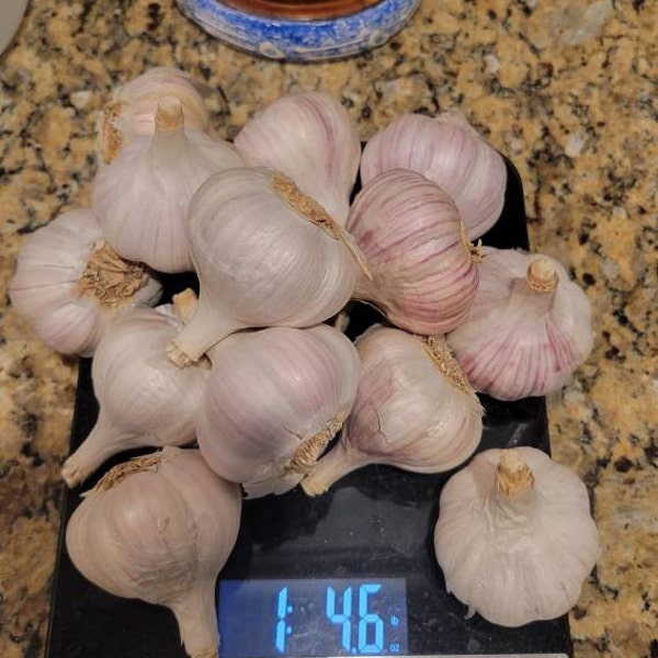 Duganski Culinary Garlic Bulbs - Small Size: 1 5/8" to 1 7/8 ...