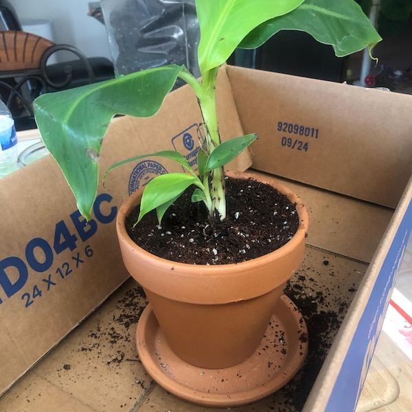 Tromboncino Rampicante Huge Italian Heirloom Zucchini Squash Vegetable ...