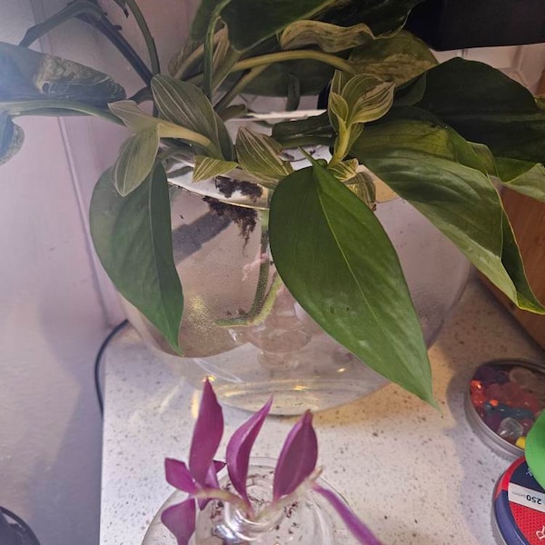 Marble Queen Pothos Plant Cuttings Variegated Plant RARE House Plants ...