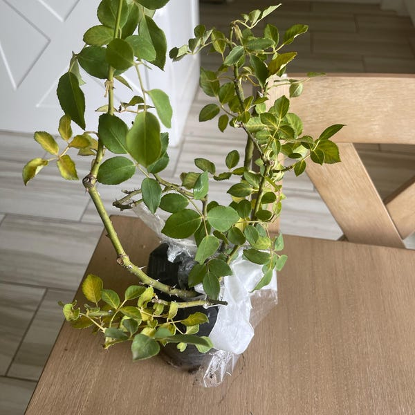Chinese Julie. Climbing Rose Hanxian 涵仙，cut Rose. Highly Recommended ...